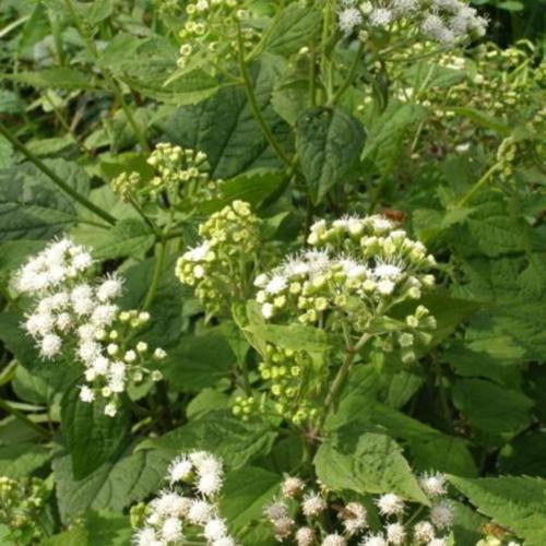 Small White Snakeroot (Ageratina aromatica) - Garden.org
