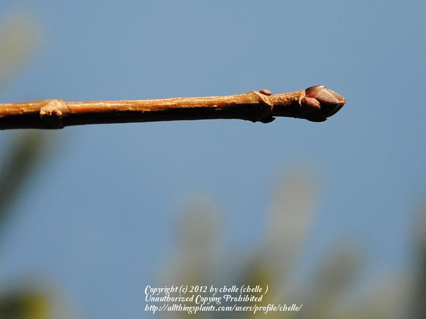 Photo of the closeup of buds, sepals and receptacles of Variegated ...
