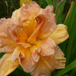 Daylily (Hemerocallis 'Angelic Grin') in the Daylilies Database ...