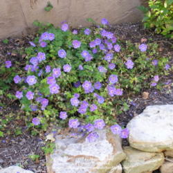 Propagation forum: Geranium Rozanne - Garden.org