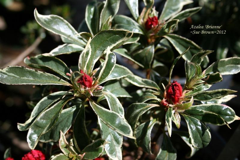 Azalea (Rhododendron 'Brianne') in the Rhododendrons Database - Garden.org
