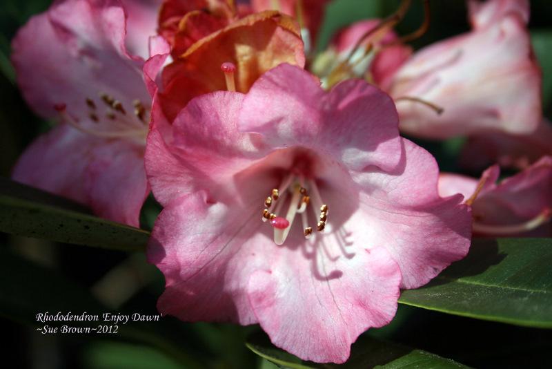 Rhododendron 'Enjoy Dawn' in the Rhododendrons Database - Garden.org