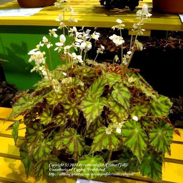 Photo of the entire plant of Begonia 'Tiger Kitten' posted by ...
