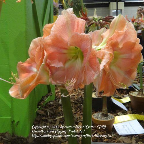 Photo of the entire plant of Amaryllis (Hippeastrum 'Rosalie') posted ...