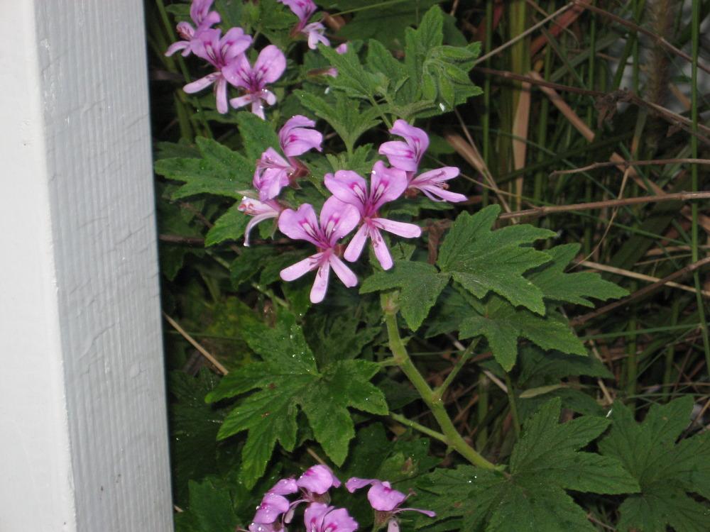 Photo of the entire plant of Scented Geranium (Pelargonium citronellum ...
