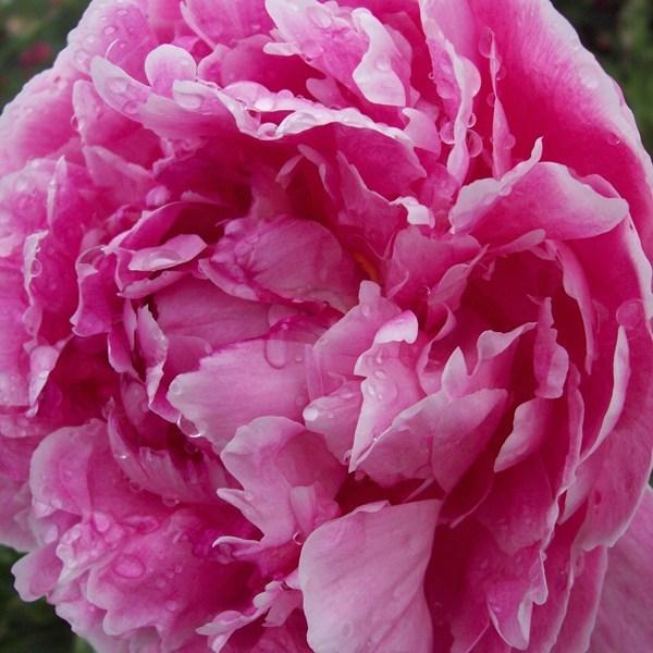 Photo of the bloom of Garden Peony (Paeonia 'Rozella') posted by Calif ...