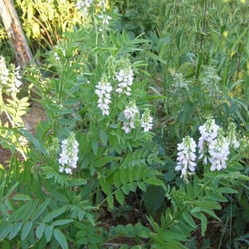 Goat's Rue (Galega officinalis) - Garden.org