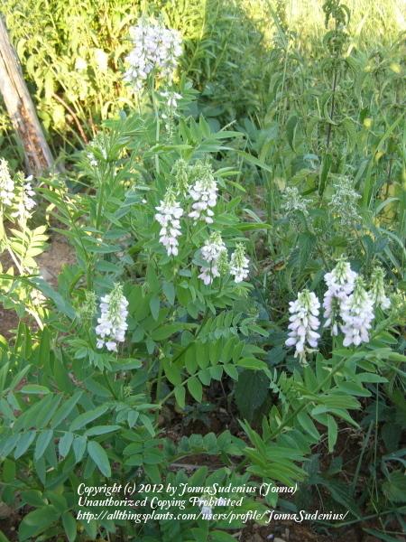 Goat's Rue (Galega officinalis) - Garden.org