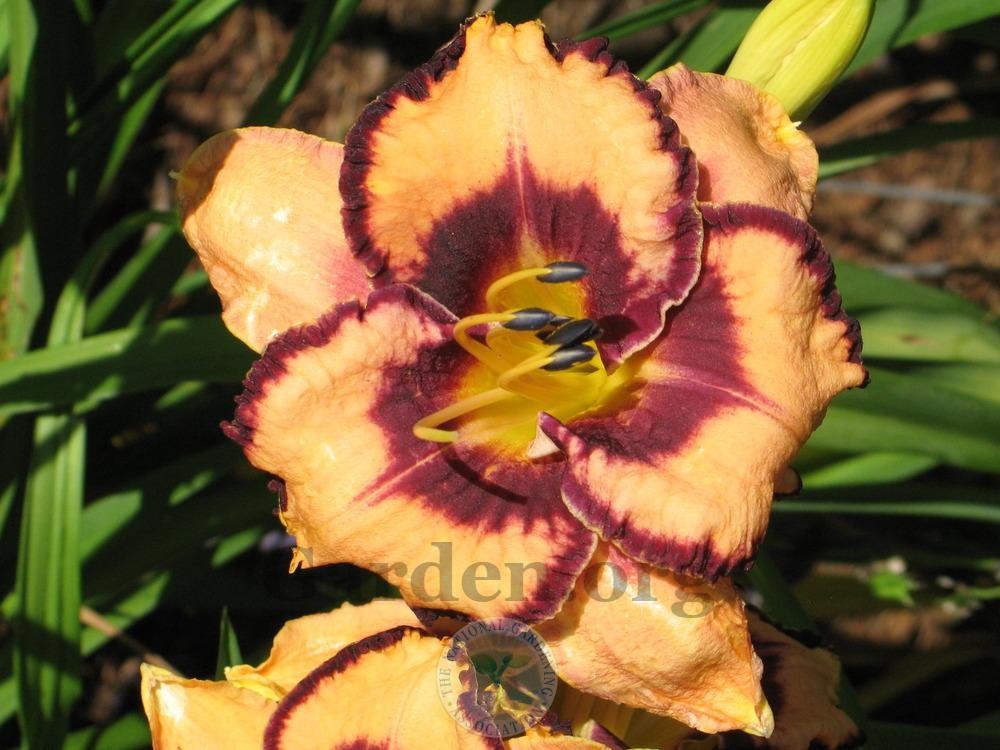 Photo of the bloom of Daylily (Hemerocallis 'Adamas') posted by Char - Garden.org