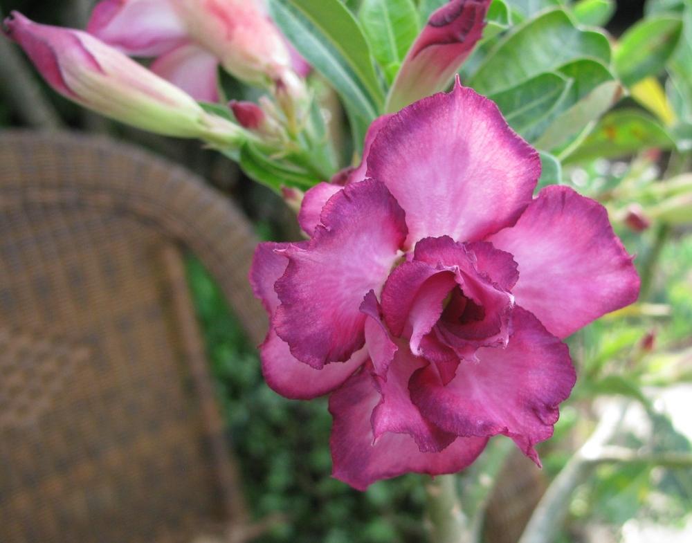 Photo of the bloom of Desert Rose (Adenium obesum 'Double Purple ...