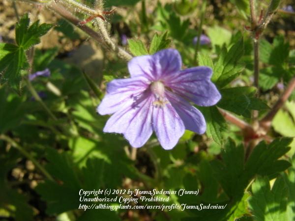 Photo of the bloom of Geranium (Geranium bohemicum) posted by ...