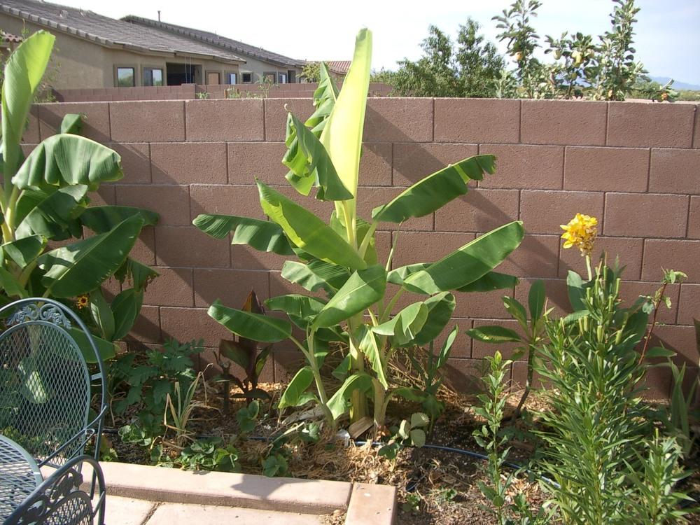 Photo of the entire plant of Banana (Musa 'Dwarf Orinoco') posted by ...