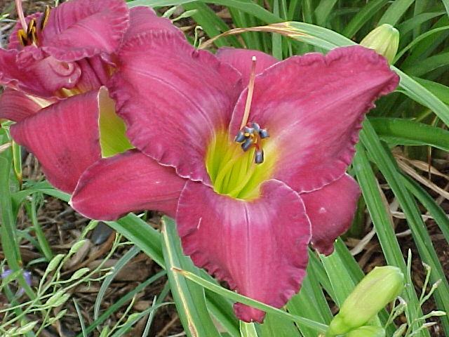 Photo of the bloom of Daylily (Hemerocallis 'Apollodorus') posted by ...