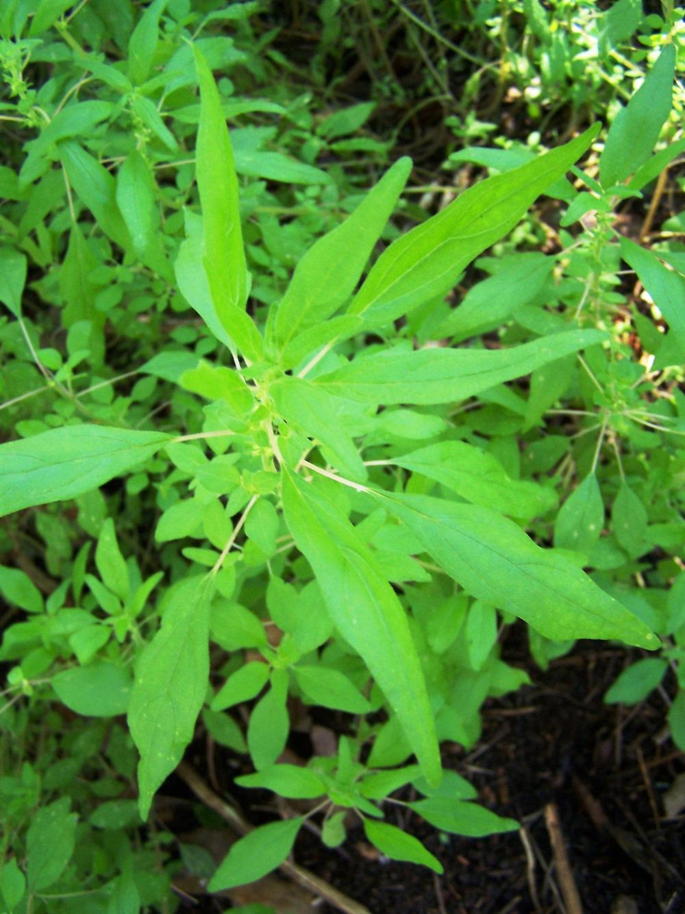 Photo of the entire plant of Pennsylvania pellitory (Parietaria ...