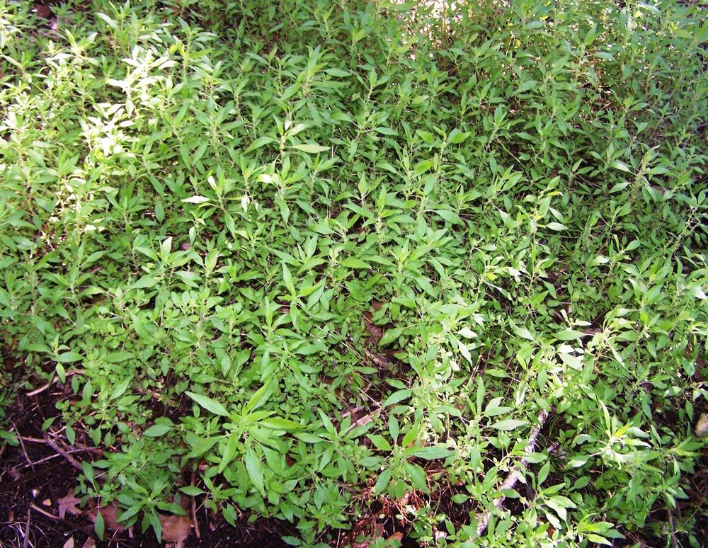 Photo of the entire plant of Pennsylvania pellitory (Parietaria ...