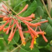 Photo of the seed pods or heads of Coral Honeysuckle (Lonicera ...