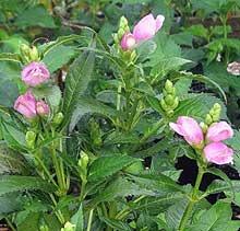 Photo of the entire plant of Pink Turtlehead (Chelone lyonii 'Hot Lips ...