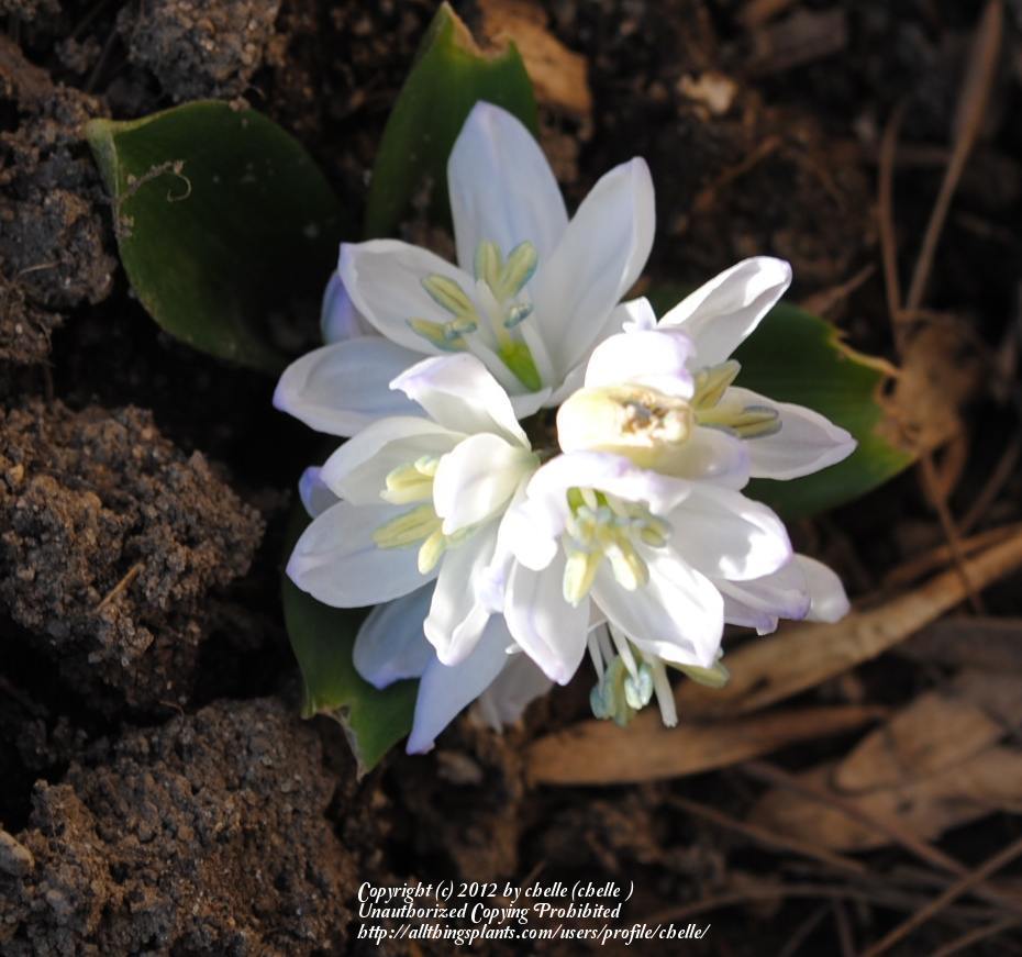 Photo of the entire plant of Early Scilla (Scilla mischtschenkoana ...
