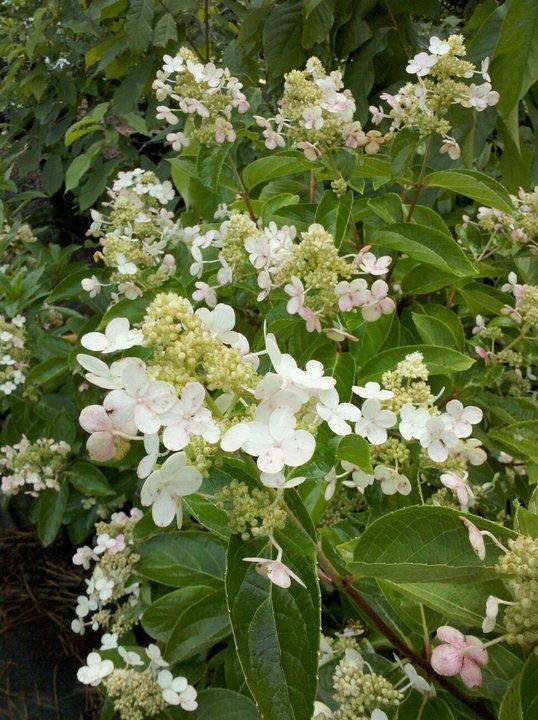Panicle Hydrangea (Hydrangea paniculata 'Dharuma') in the Hydrangeas ...