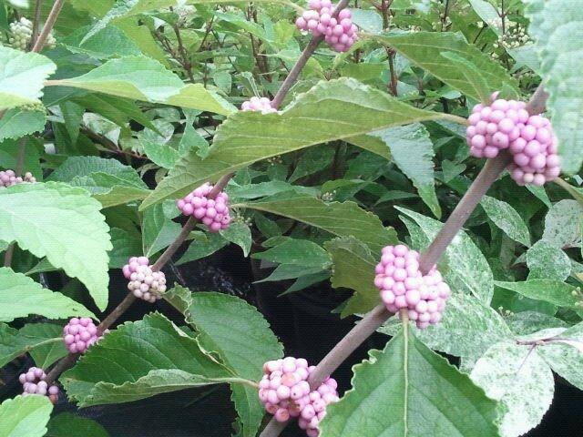 Beautyberry (Callicarpa americana 'Welch's Pink') in the Beautyberries ...