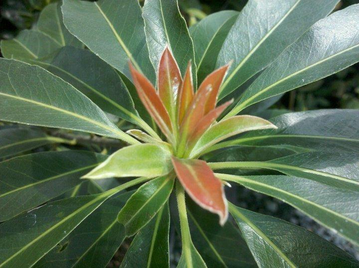 Schima (Schima superba) - Garden.org