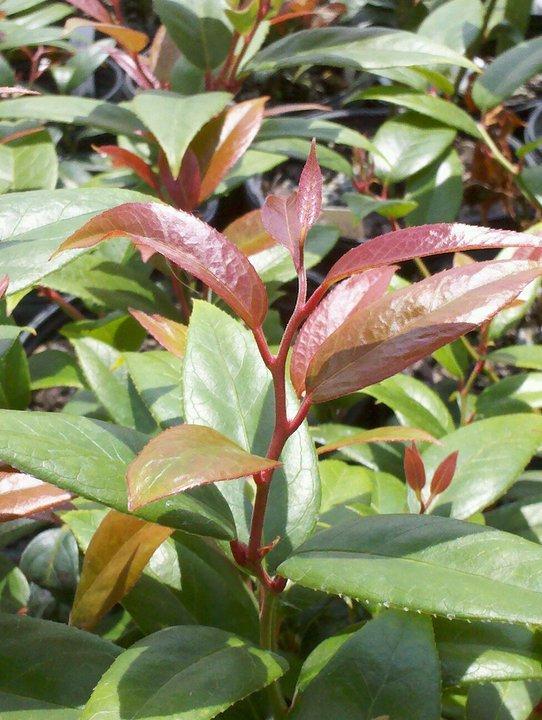 Drooping Leucothoe (Leucothoe Scarletta®) - Garden.org