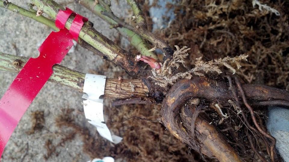 Strangling Roots in the Roses forum - Garden.org