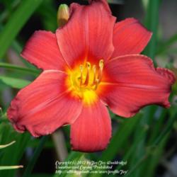 Daylily (Hemerocallis 'Valentine Hearts') in the Daylilies Database ...