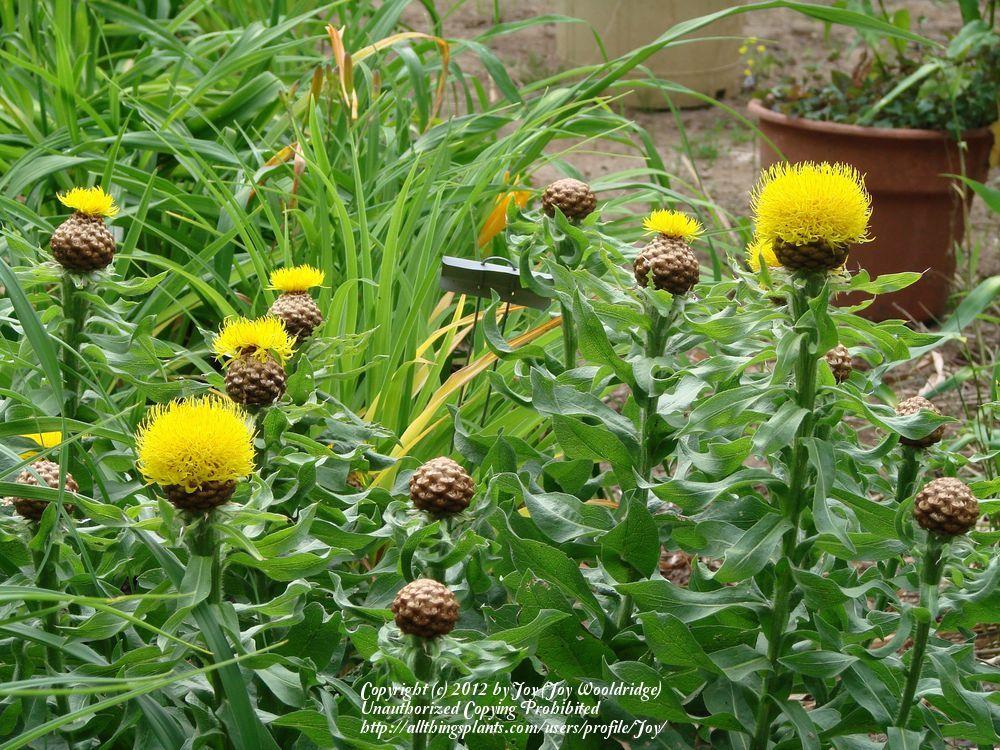 Photo of the entire plant of Lemon Fluff Knapweed (Centaurea ...