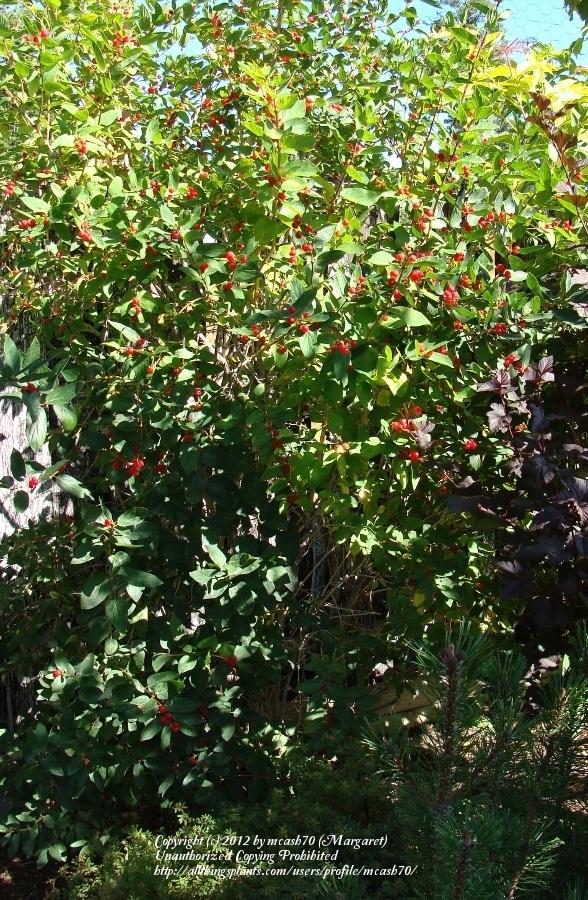 Garden Tours: mcash70 - Garden.org