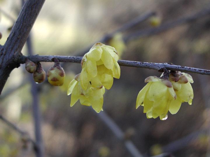 Photo of the bloom of Fragrant Wintersweet Tree (Chimonanthus praecox ...