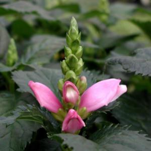 Pink Turtlehead (Chelone lyonii 'Hot Lips') - Garden.org
