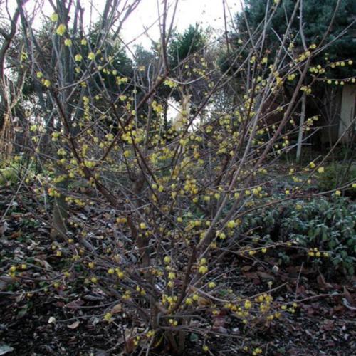 Fragrant Wintersweet Tree (Chimonanthus praecox 'Luteus') - Garden.org