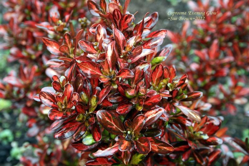 Australian Mirror Bush (Coprosma 'Evening Glow') - Garden.org