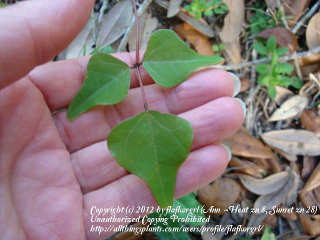 Photo of the leaves of Cherokee Bean (Erythrina herbacea) posted by ...