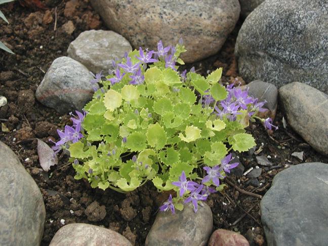 Bellflowers: Plant Care and Collection of Varieties - Garden.org