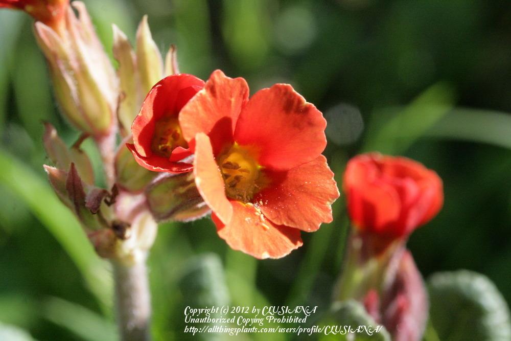 Juliana Primrose (Primula 'Footlight Parade') in the Primroses Database ...