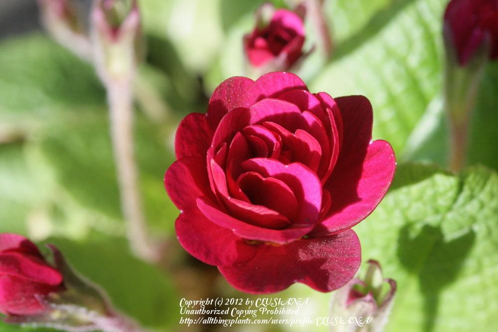 Double-Flowered Primrose (Primula 'Corporal Baxter') in the Primroses ...