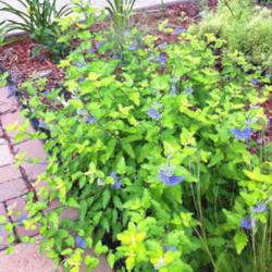 Photo of the entire plant of Bluebeard (Caryopteris incana Sunshine ...