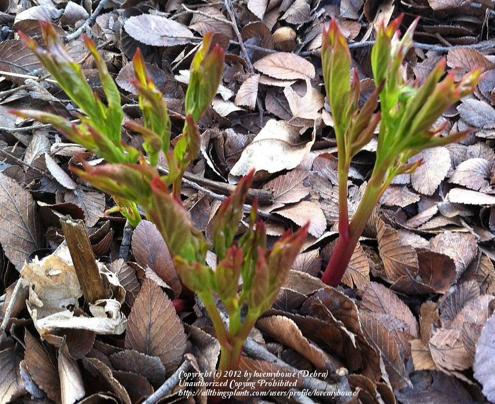 Photo of the leaves of Garden Peony (Paeonia lactiflora 'Immaculee ...