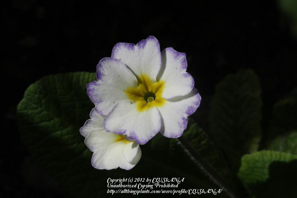 Polyanthus (Primula 'Paris '90') in the Primroses Database - Garden.org