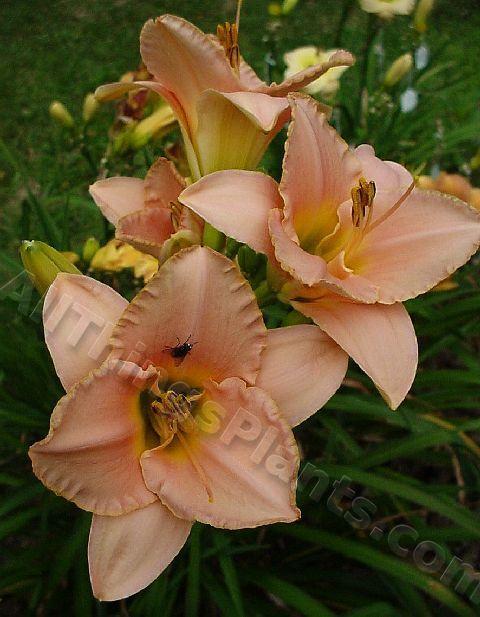 Daylily (Hemerocallis 'Lips Like Sugar') in the Daylilies Database - Garden.org