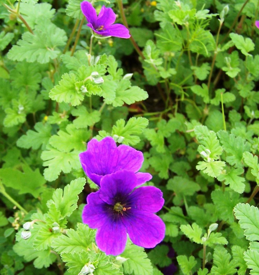 Photo of the bloom of Texas Storksbill (Erodium texanum) posted by ...