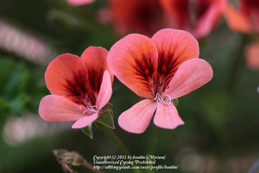 Scented-leaved Geranium (Pelargonium Angeleyes® Orange) in the ...