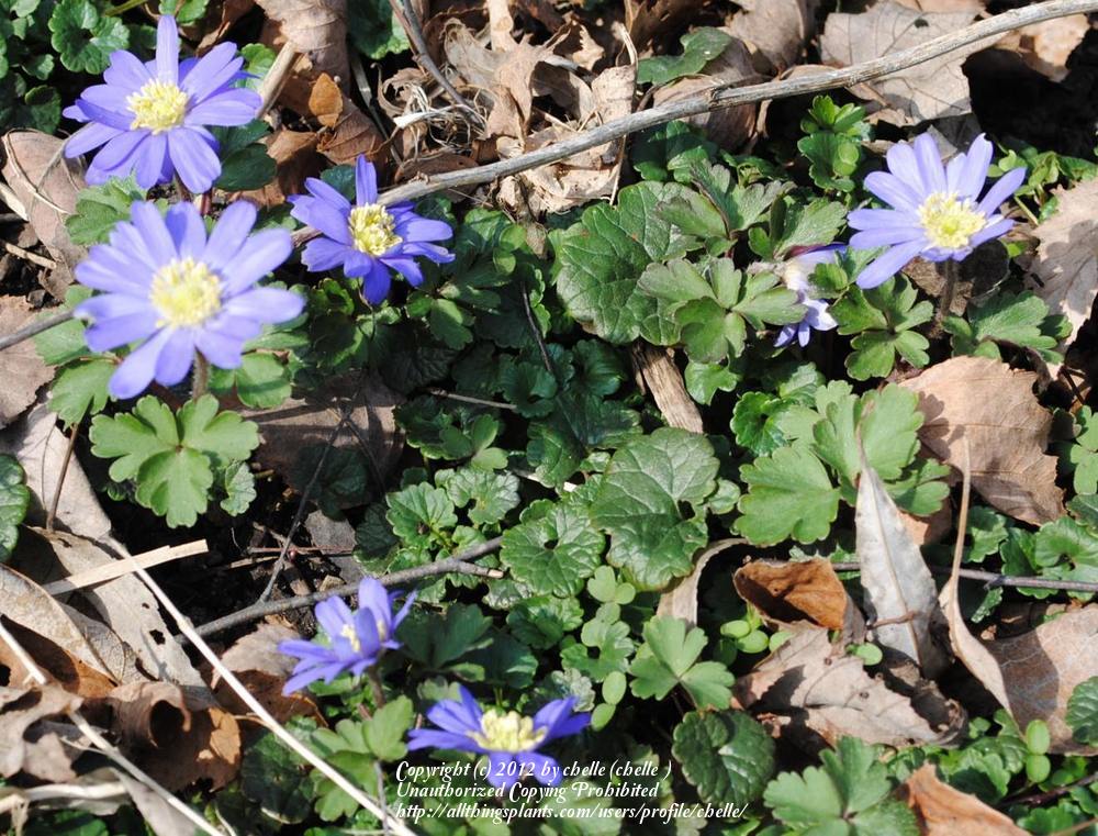 Photo of the entire plant of Grecian Windflower (Anemone blanda 'Blue ...