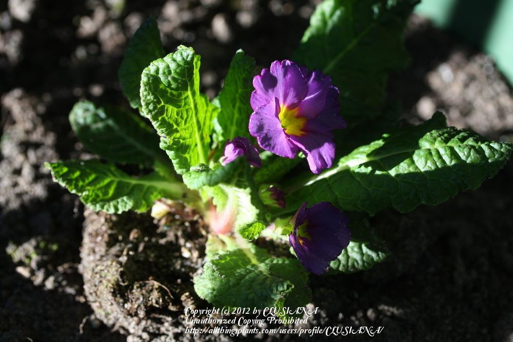 Photo of the bloom of Juliana Primrose (Primula juliae 'Blue Juliana ...