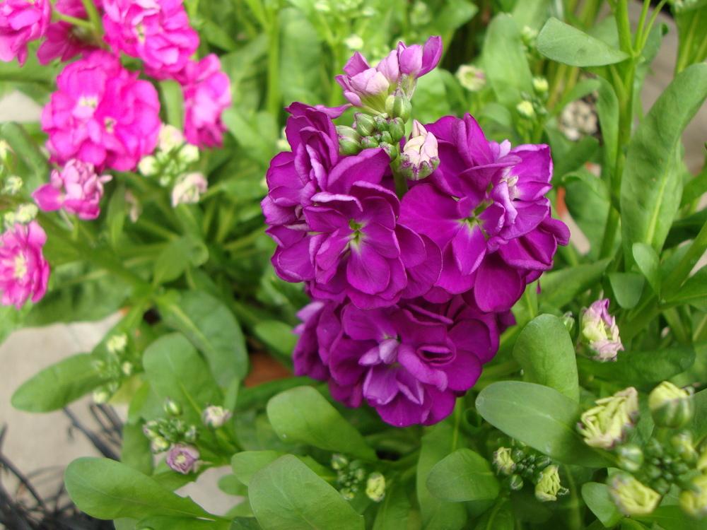 Photo of the bloom of Stock (Matthiola incana 'Hot Cakes') posted by ...