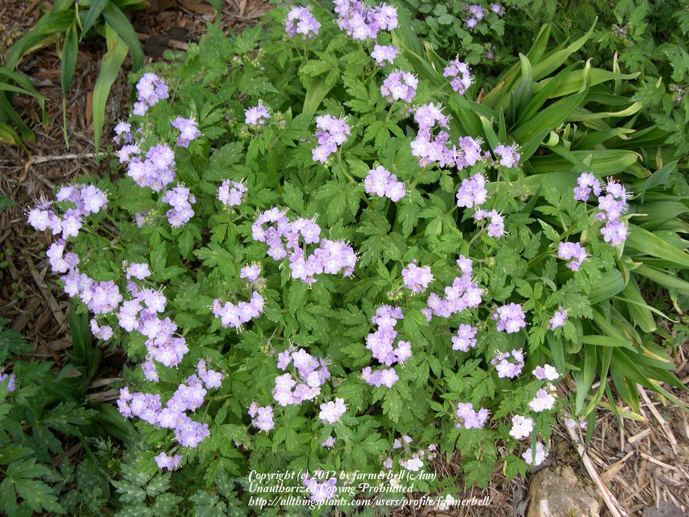 Photo of the entire plant of Fernleaf Phacelia (Phacelia bipinnatifida ...