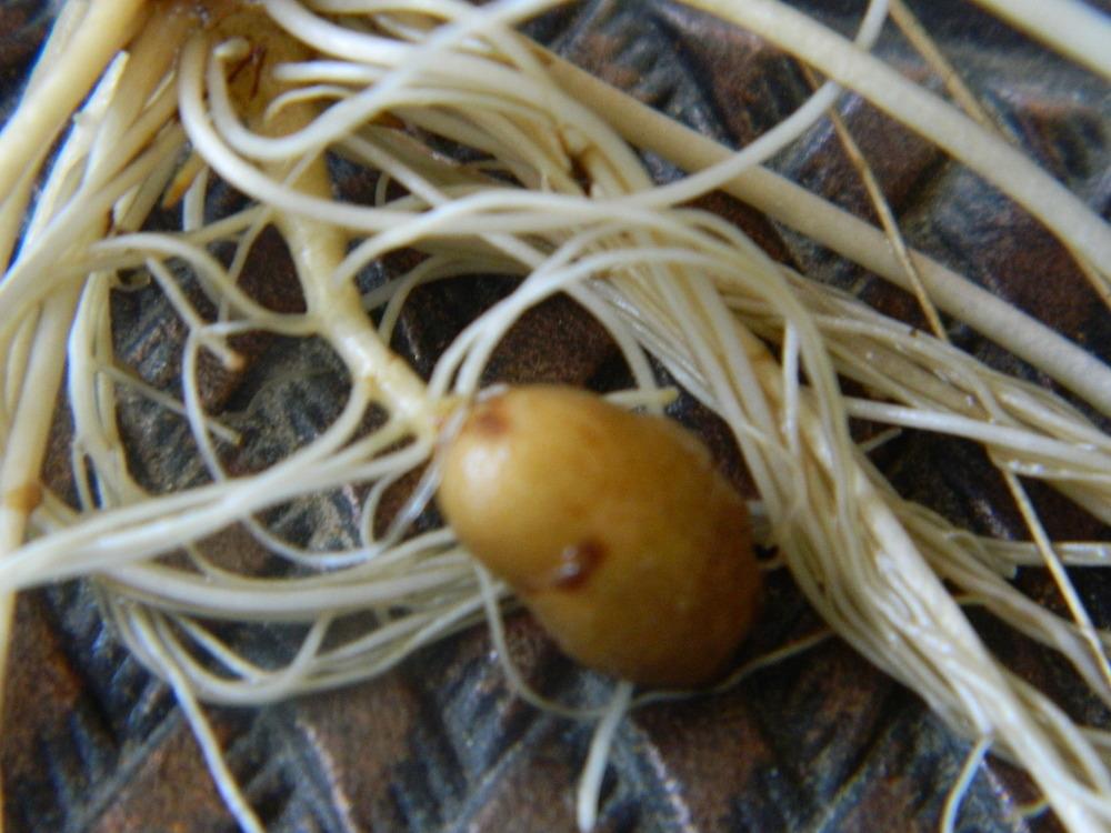 Photo of the roots of Potato Dwarf Dandelion (Krigia dandelion) posted ...