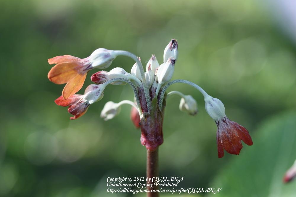 Photo of the bloom of Tibetan Primrose (Primula florindae) posted by ...